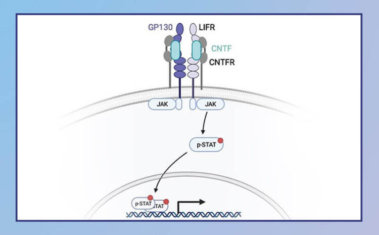 Encapsulated Cell Therapy | Science & Technology | Neurotech